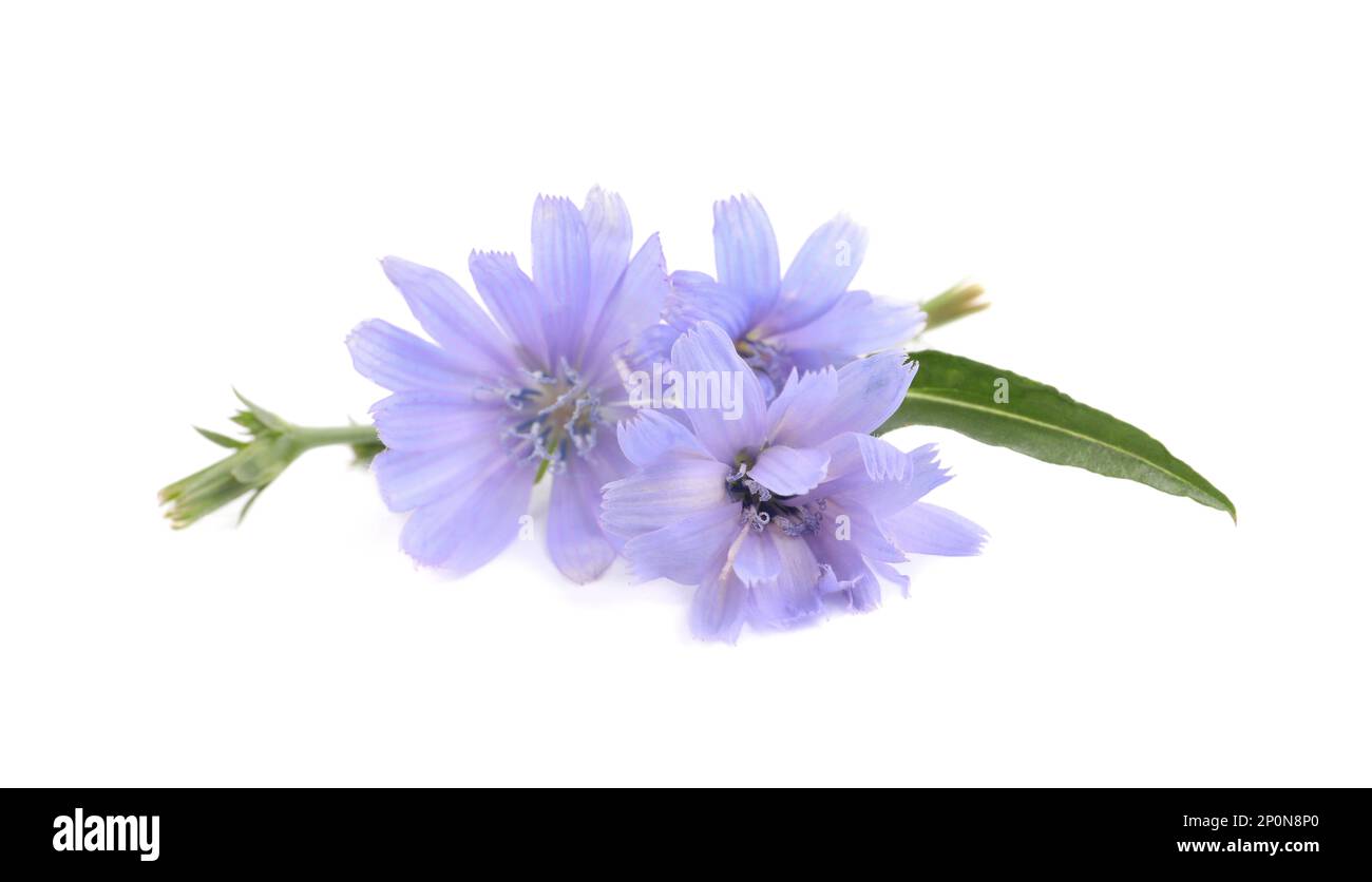 Beautiful tender chicory flowers on white background Stock Photo - Alamy