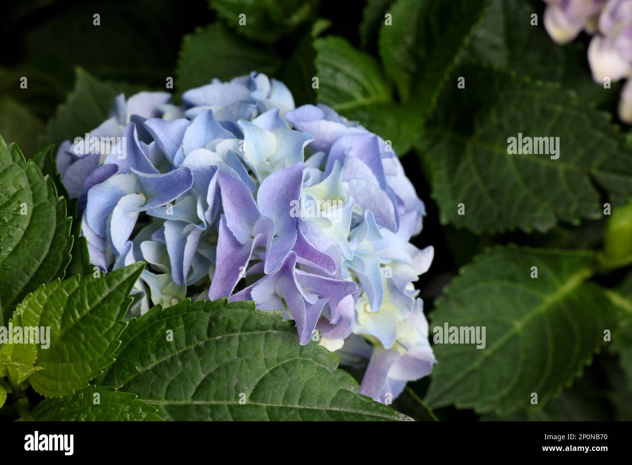 Light blue flowers hi-res stock photography and images - Alamy