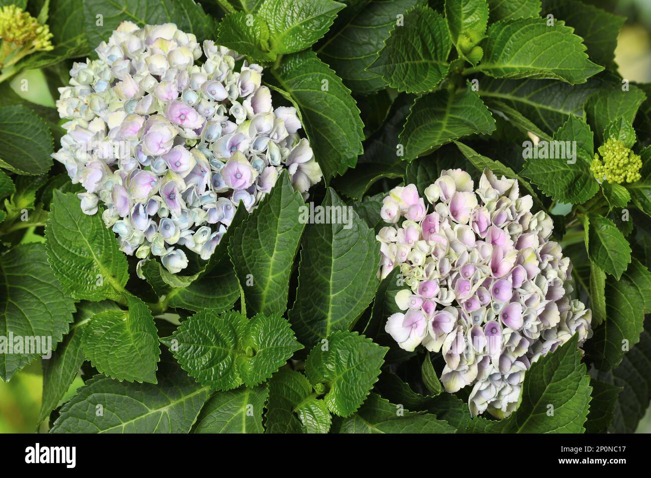 Hortensia plant with beautiful flowers, top view Stock Photo - Alamy