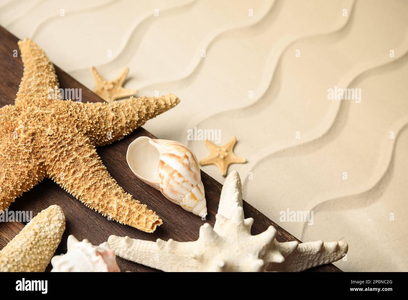 Closeup sea shells stars hi-res stock photography and images - Alamy