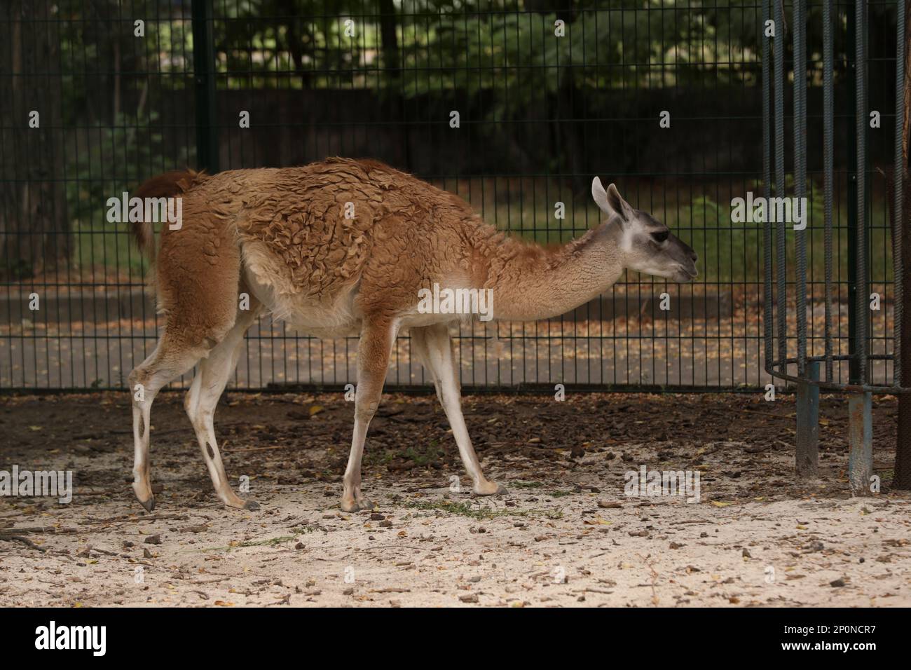 Cute guanaco in zoo enclosure. Wild animal Stock Photo - Alamy