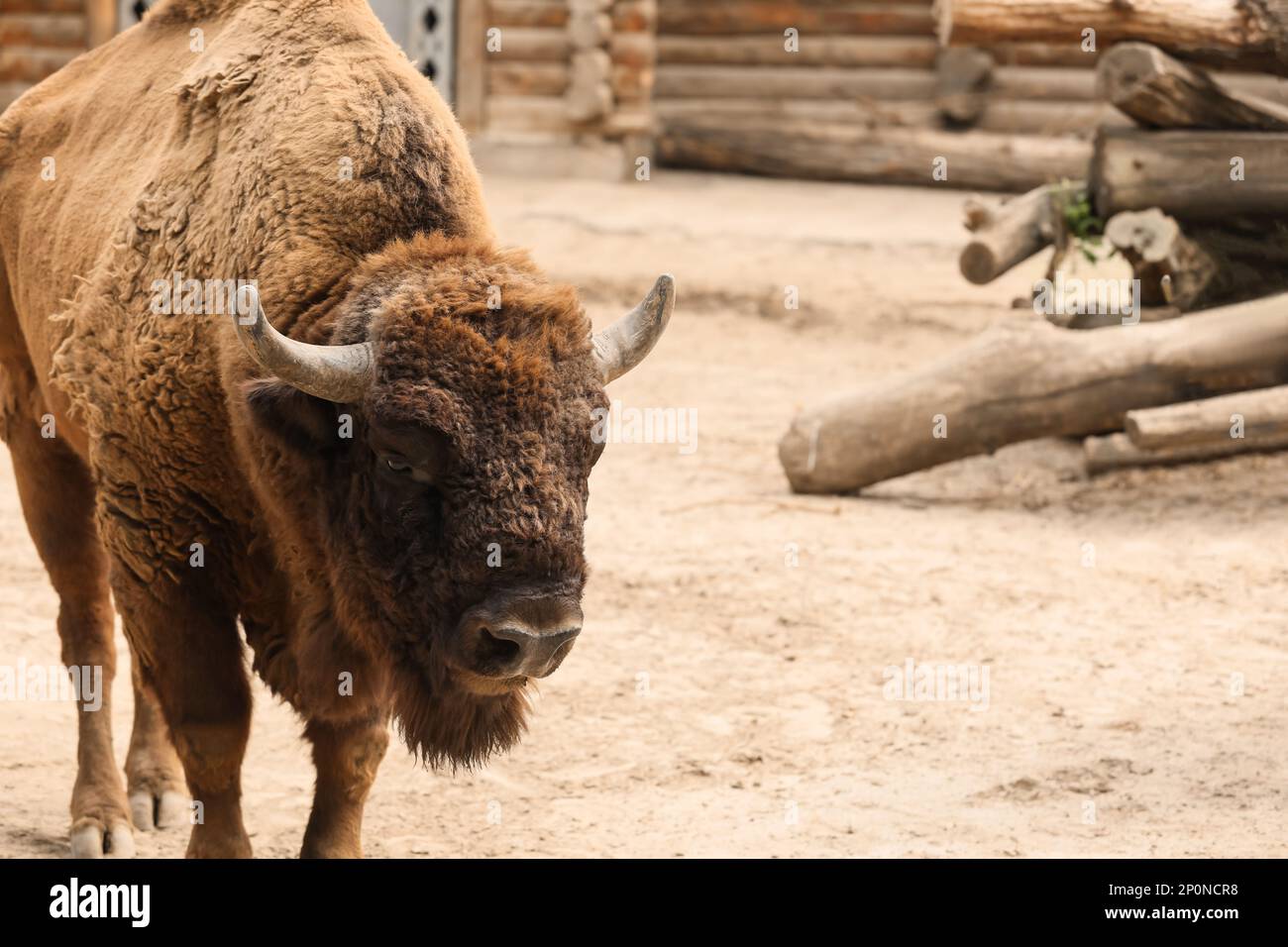 American bison in zoo enclosure, space for text Stock Photo - Alamy