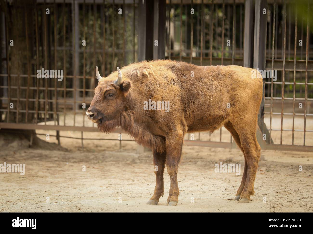 American bison in zoo enclosure. Wild animal Stock Photo - Alamy