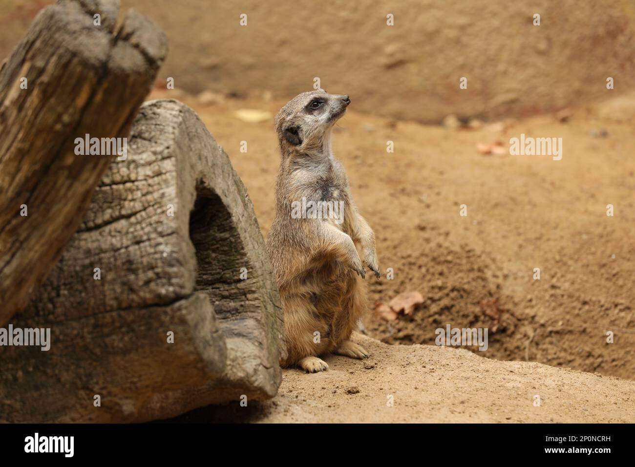Cute meerkat in zoo enclosure. Exotic animal Stock Photo - Alamy