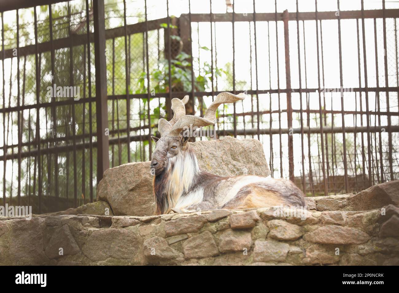 Zoo markhor hi-res stock photography and images - Alamy