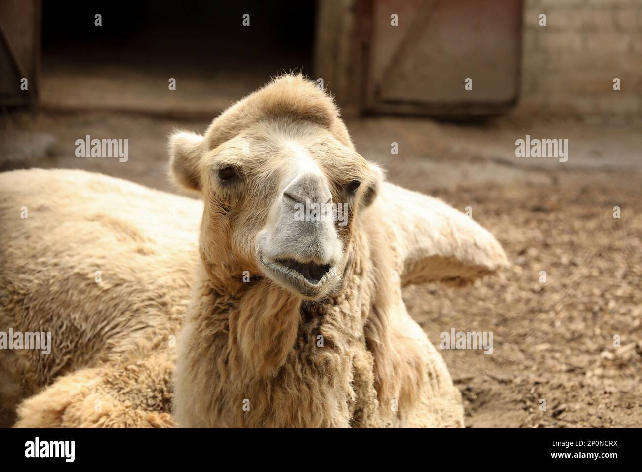 Beautiful dromedary camel in zoo. Exotic animal Stock Photo - Alamy