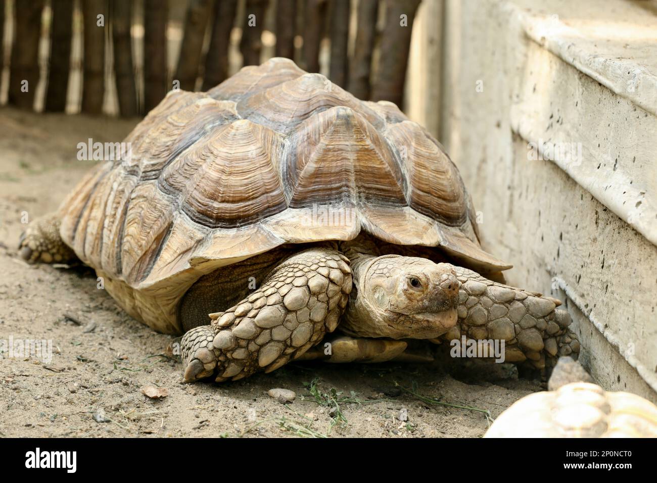 Beautiful tortoise in zoo enclosure. Wild animal Stock Photo - Alamy