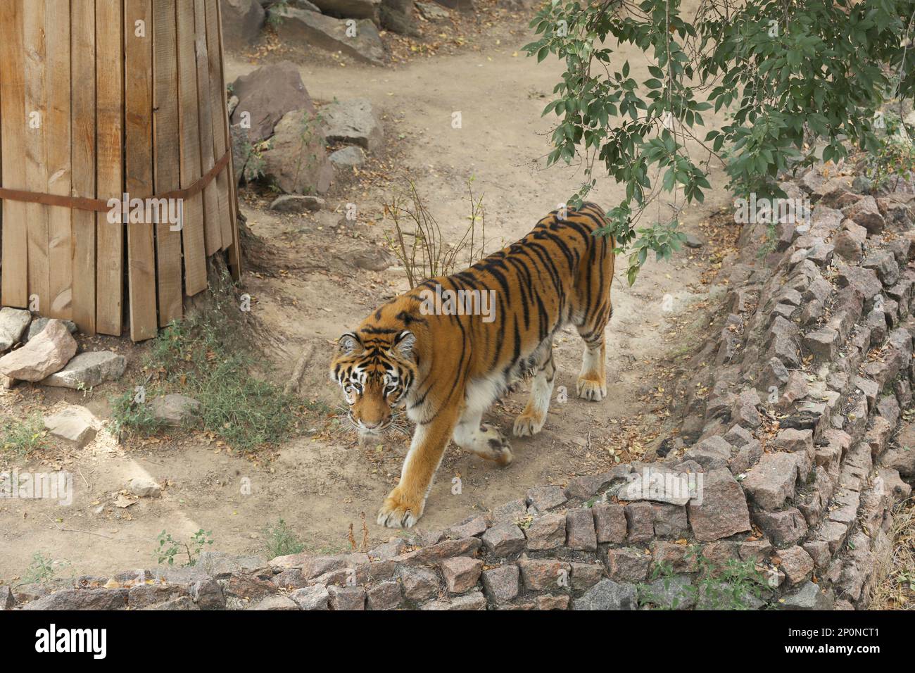 Beautiful Bengal tiger in zoo. Wild animal Stock Photo - Alamy