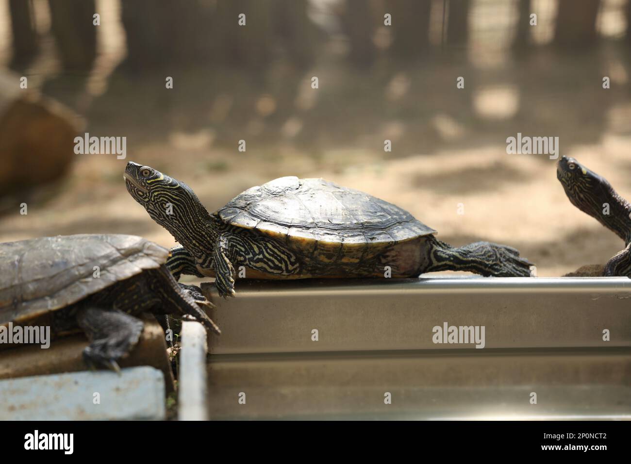 Zoo reptile enclosure hi-res stock photography and images - Alamy