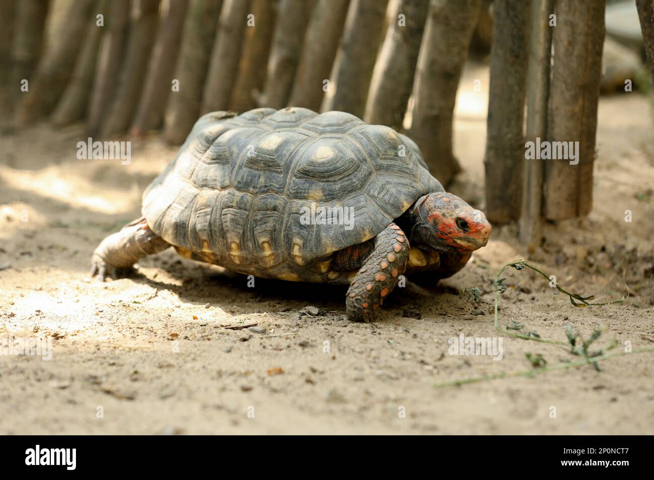 Beautiful tortoise in zoo enclosure. Wild animal Stock Photo - Alamy
