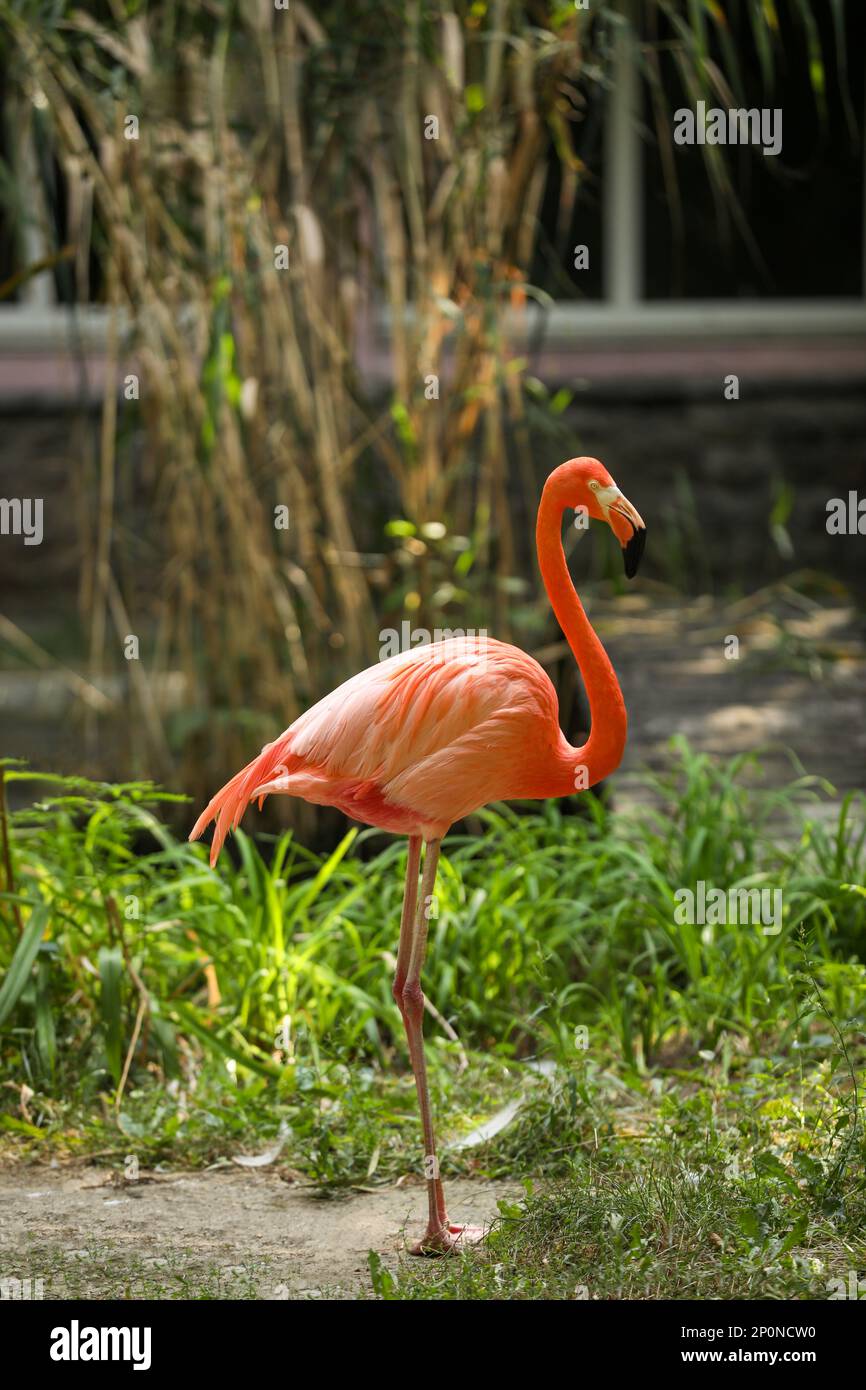 Beautiful Caribbean flamingo in zoo. Wading bird Stock Photo - Alamy