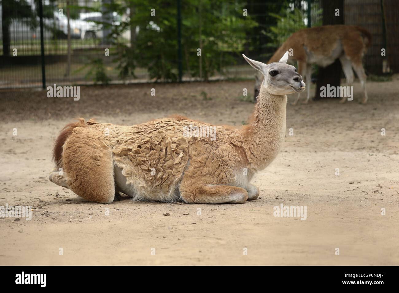 Cute guanaco in zoo enclosure. Wild animal Stock Photo - Alamy