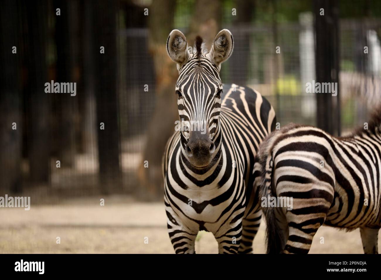 Beautiful zebras in zoo enclosure. Exotic animals Stock Photo - Alamy