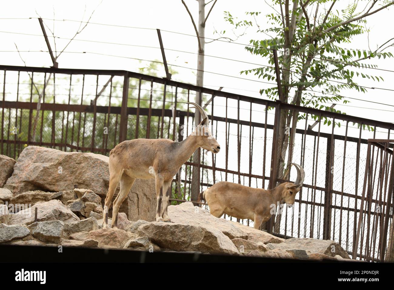 Beautiful ibexes in zoo enclosure. Wild animals Stock Photo - Alamy
