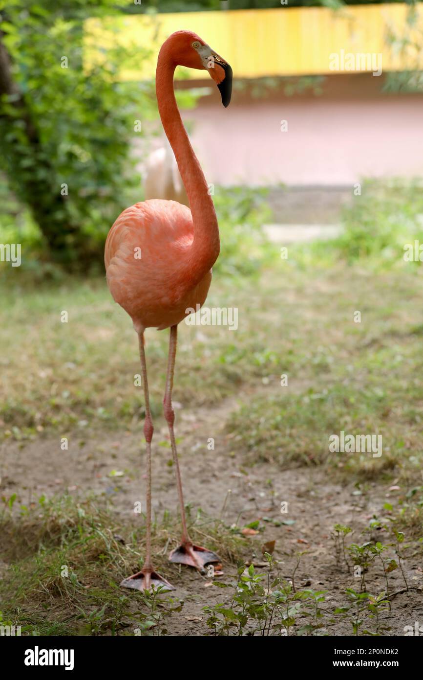 Beautiful Caribbean flamingo in zoo. Wading bird Stock Photo - Alamy