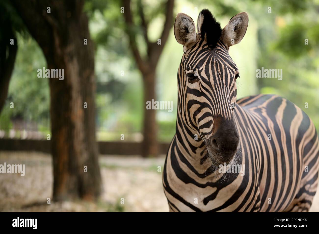 Beautiful zebra in zoo enclosure, space for text Stock Photo - Alamy