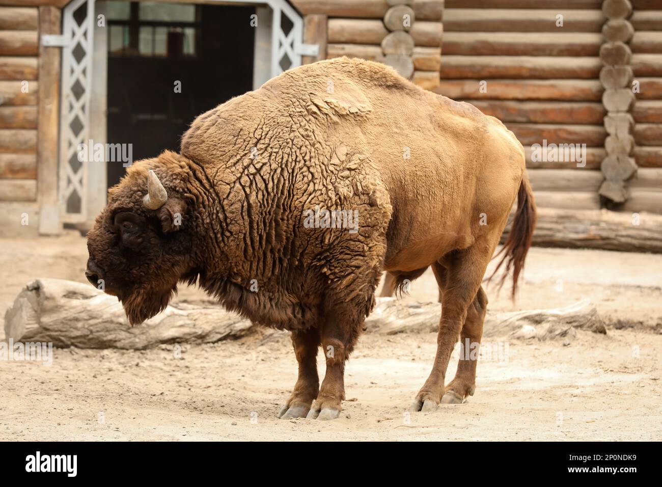 American bison in zoo enclosure. Wild animal Stock Photo - Alamy