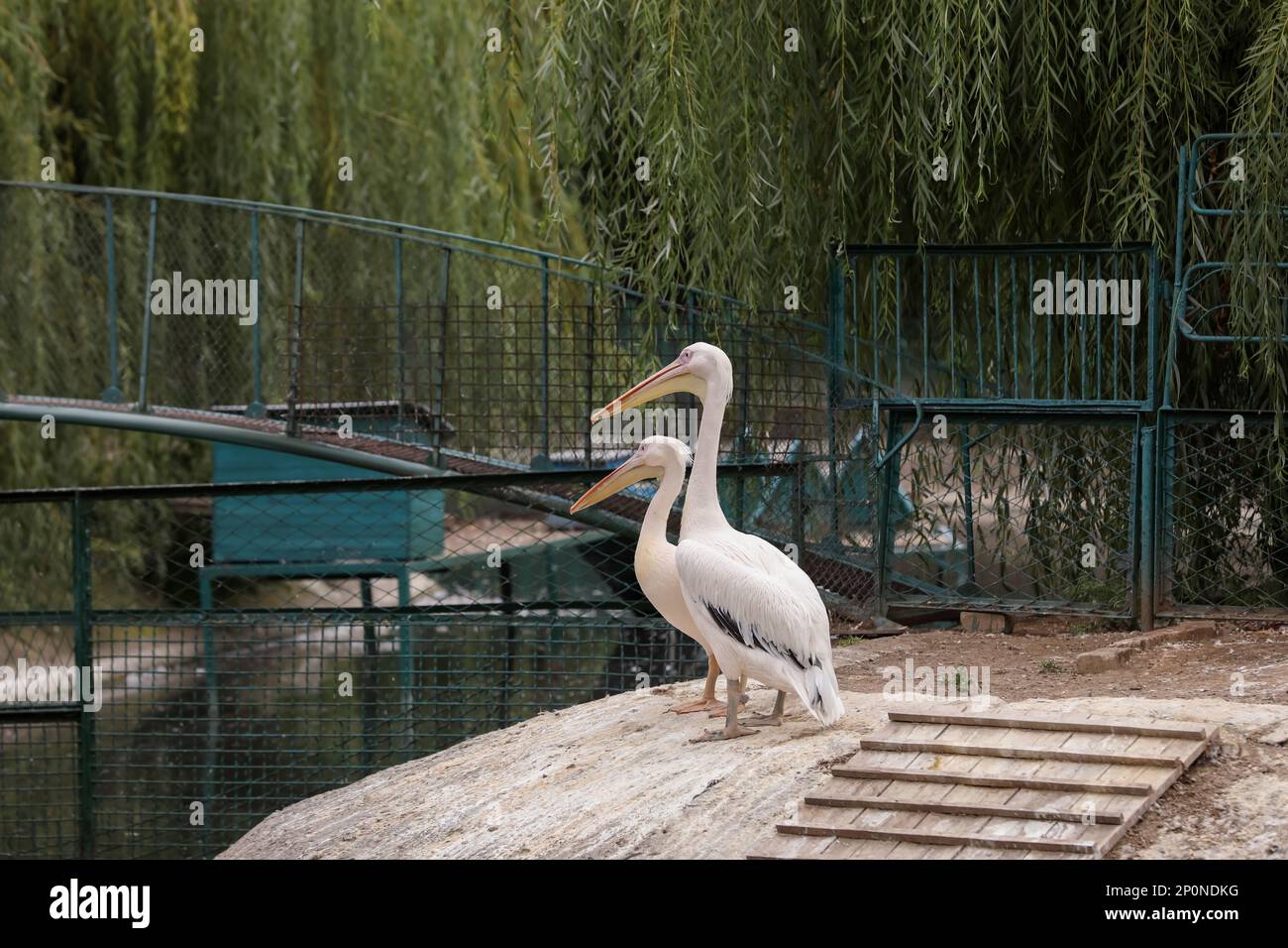Beautiful white pelicans in zoo enclosure. Wild birds Stock Photo - Alamy