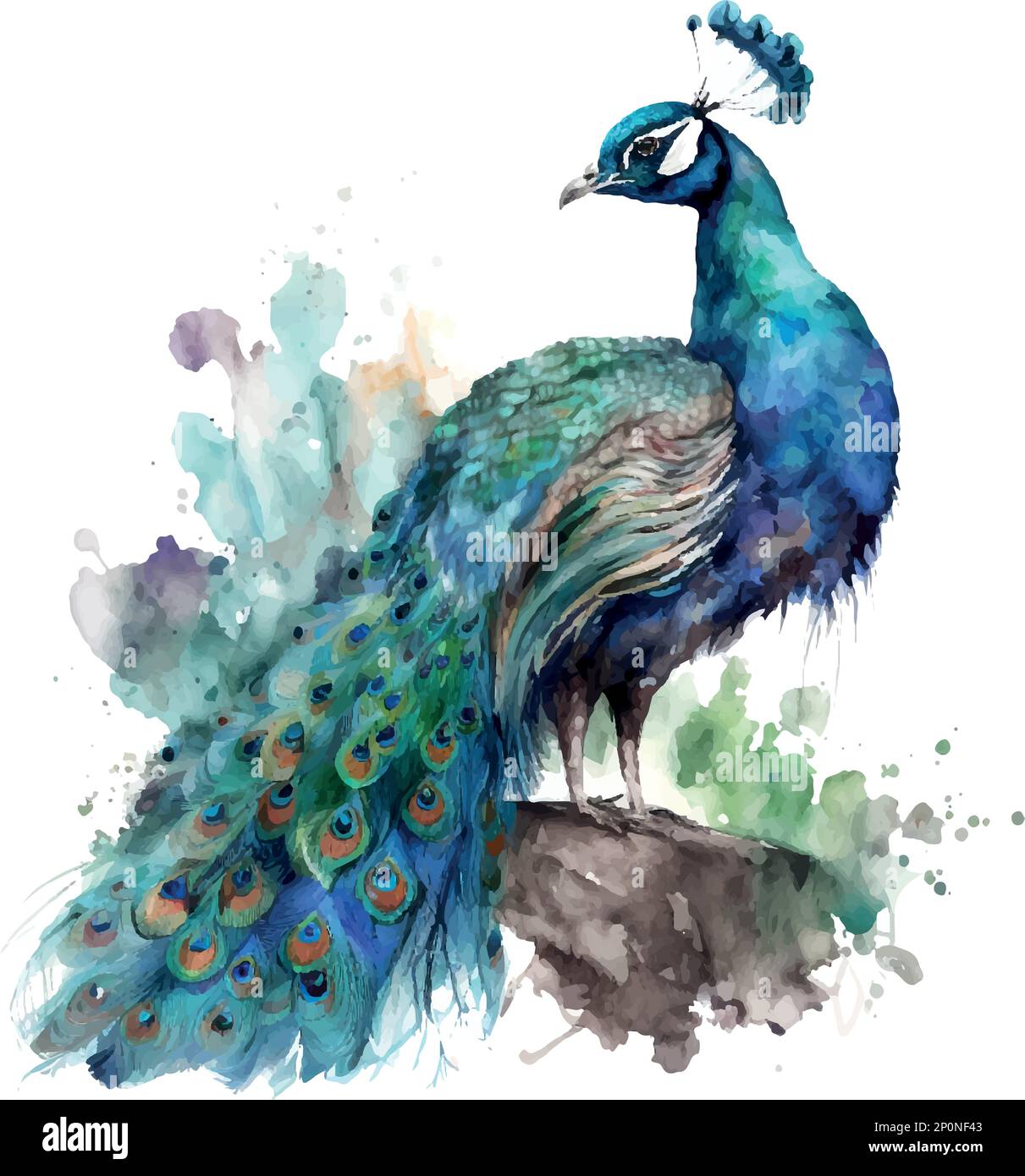 Peacock watercolor Vector. Beautiful bird design, colorful paints ...