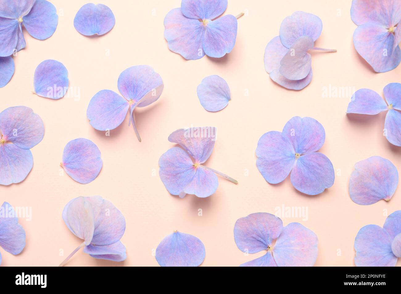 Beautiful hortensia plant florets on pale light beige background, flat ...
