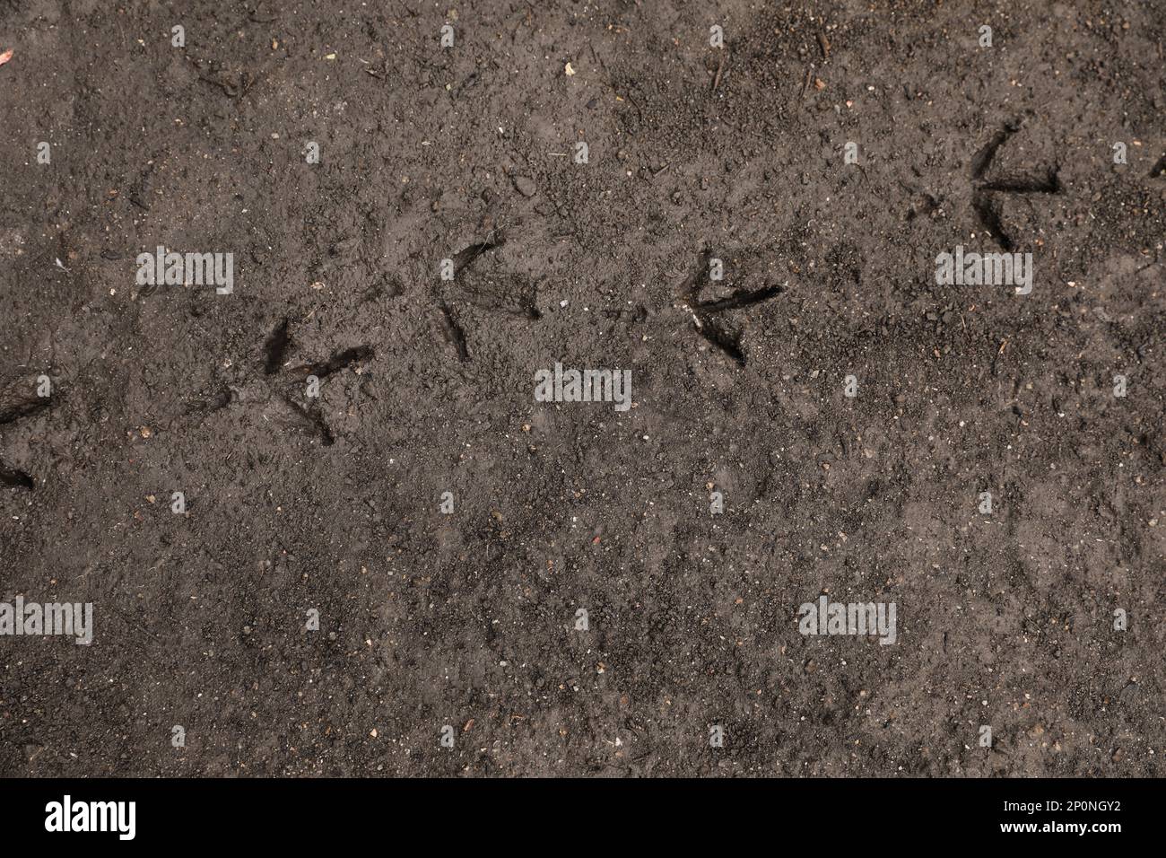 Texture of wet ground surface as background, top view Stock Photo - Alamy