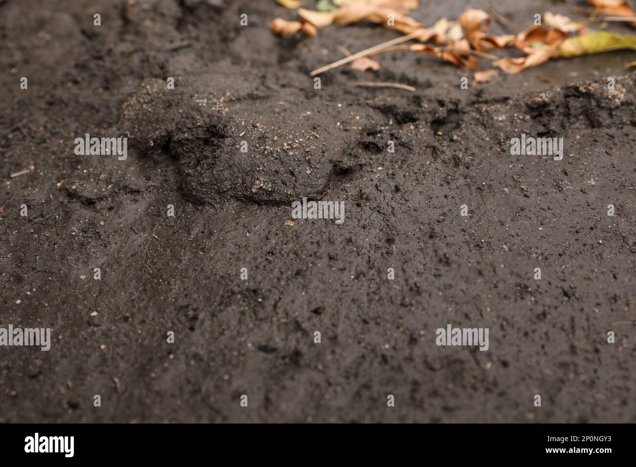 Texture of wet ground surface as background, closeup Stock Photo - Alamy