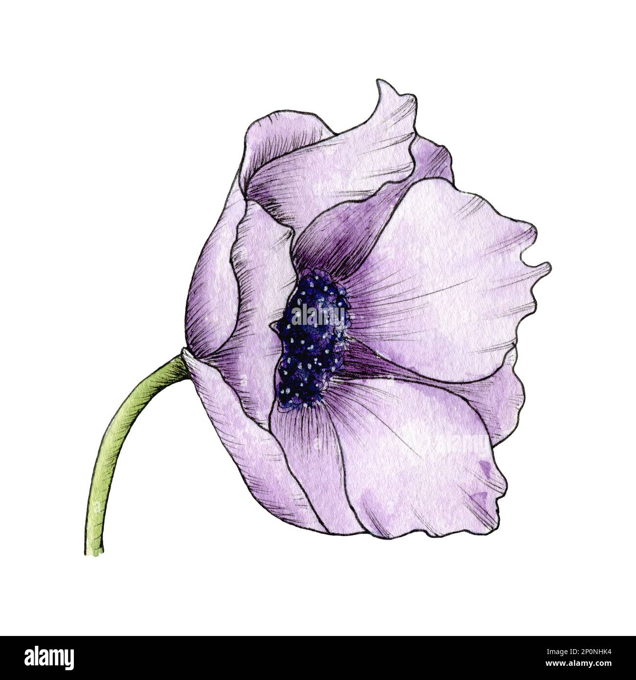 Watercolor Flower Anemone, Poppy, Peony. Anemone hand drawn ...