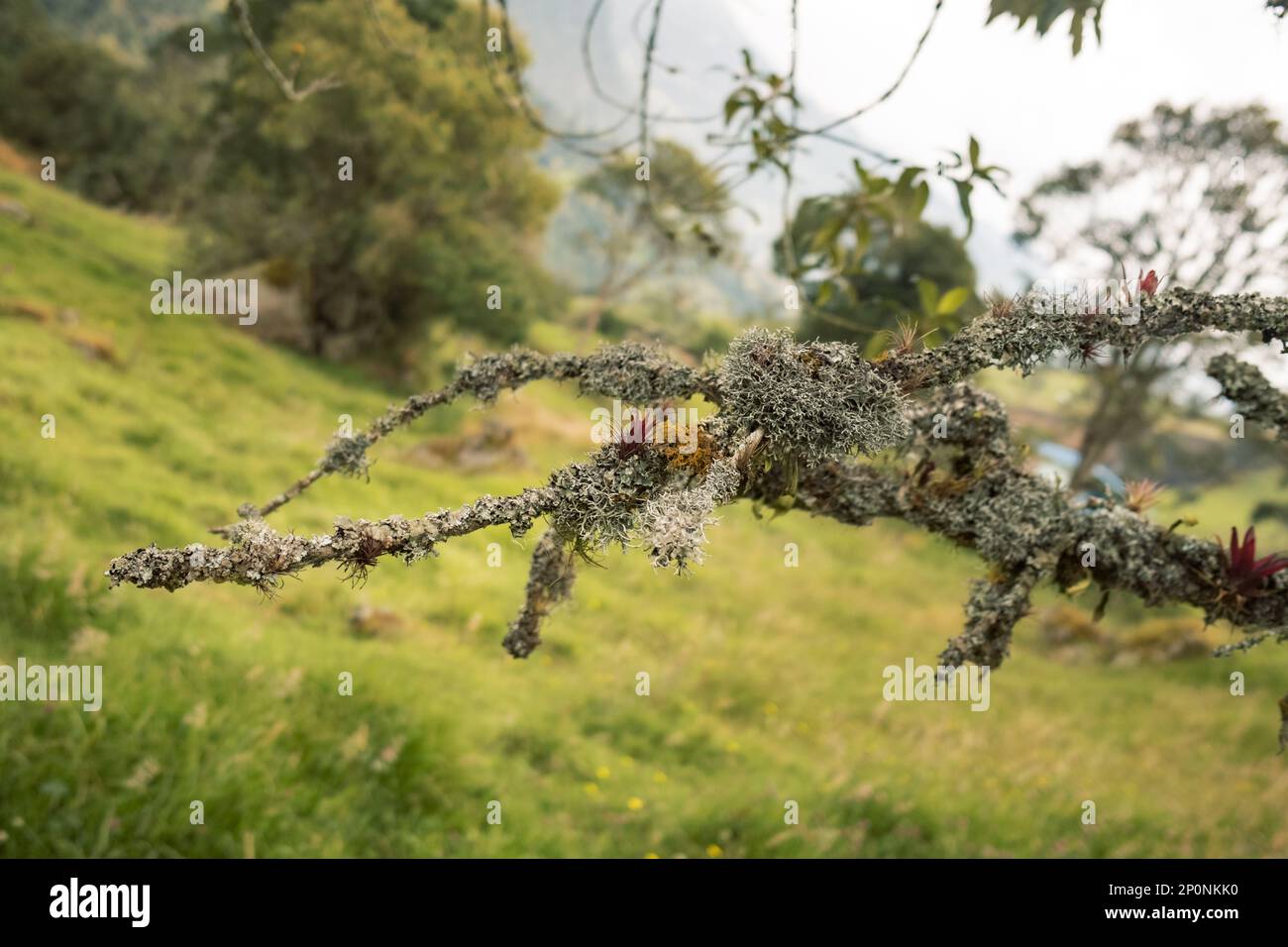 Colorful moss on branches in tropical grassland Stock Photo - Alamy