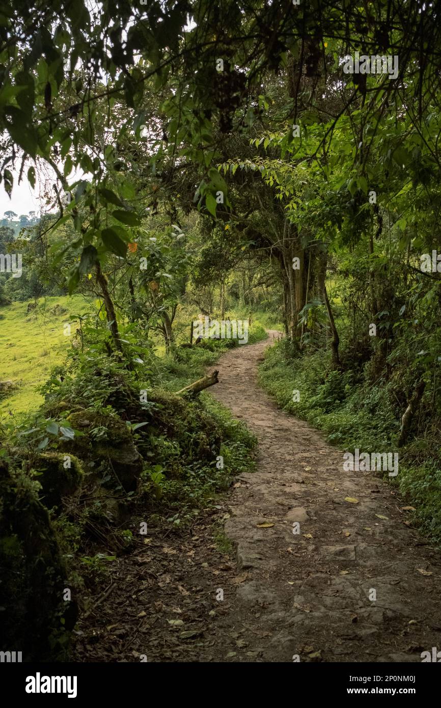A hidden path at the entry to the jungle with deep green trees Stock ...
