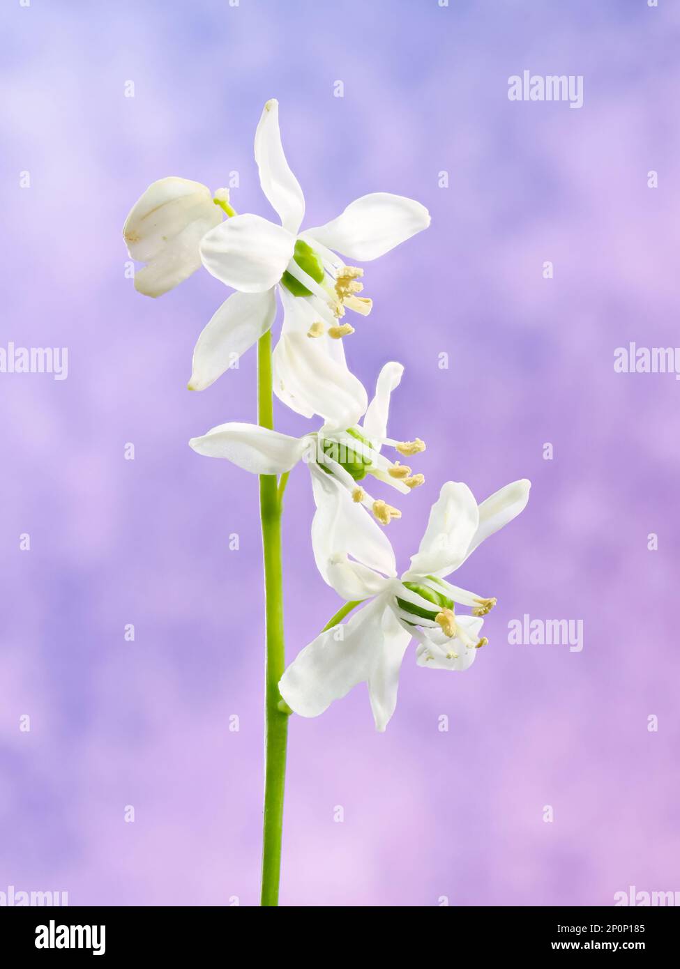 Three Snowdrop flowers, (Galanthus nivalis), on a single stem ...