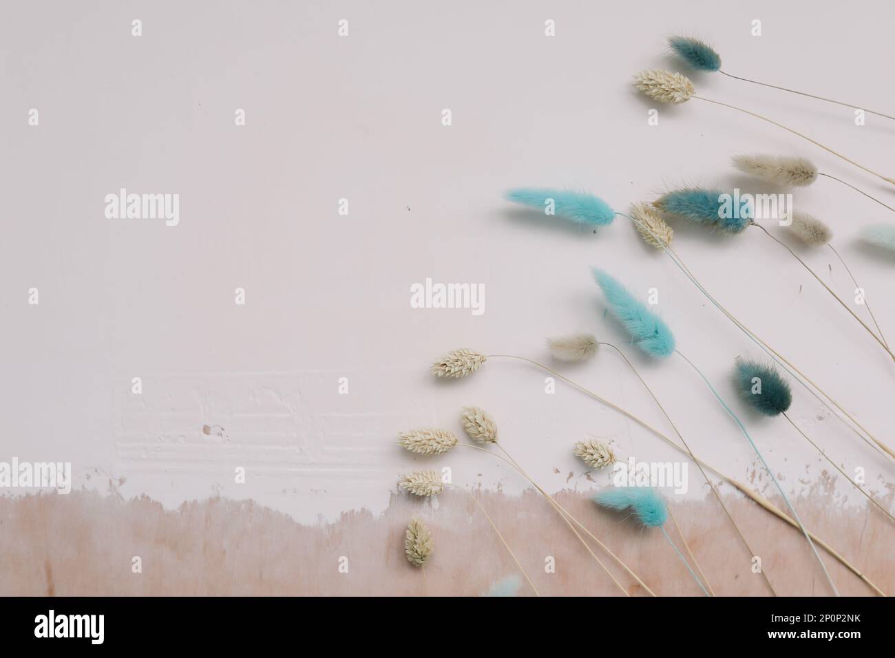 Beautiful flowers composition. Dry rabbit tail flower on white textured ...