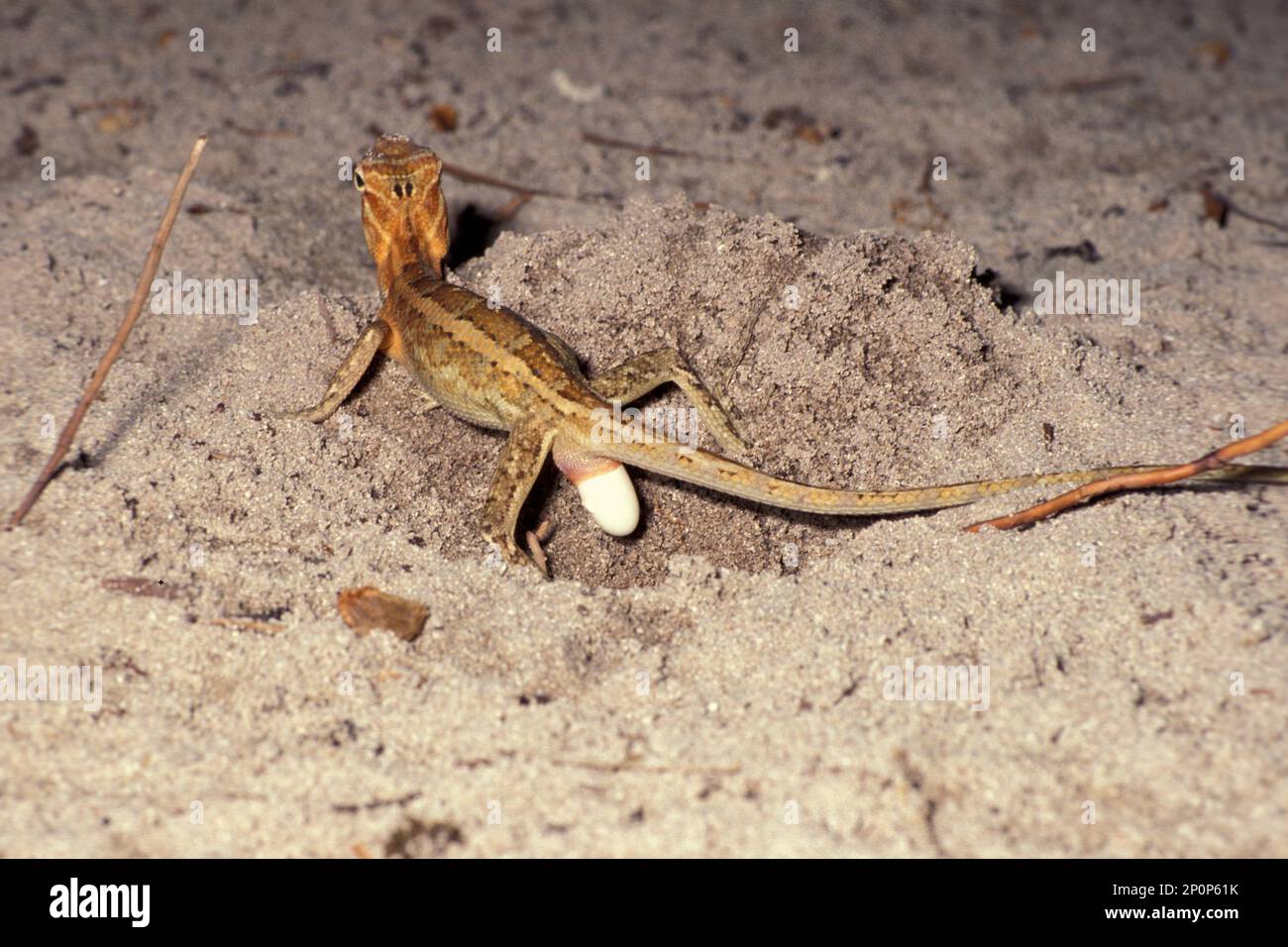 Calotes versicolor, Verschiedenfarbige Schönechse, Blutsaugeragame ...