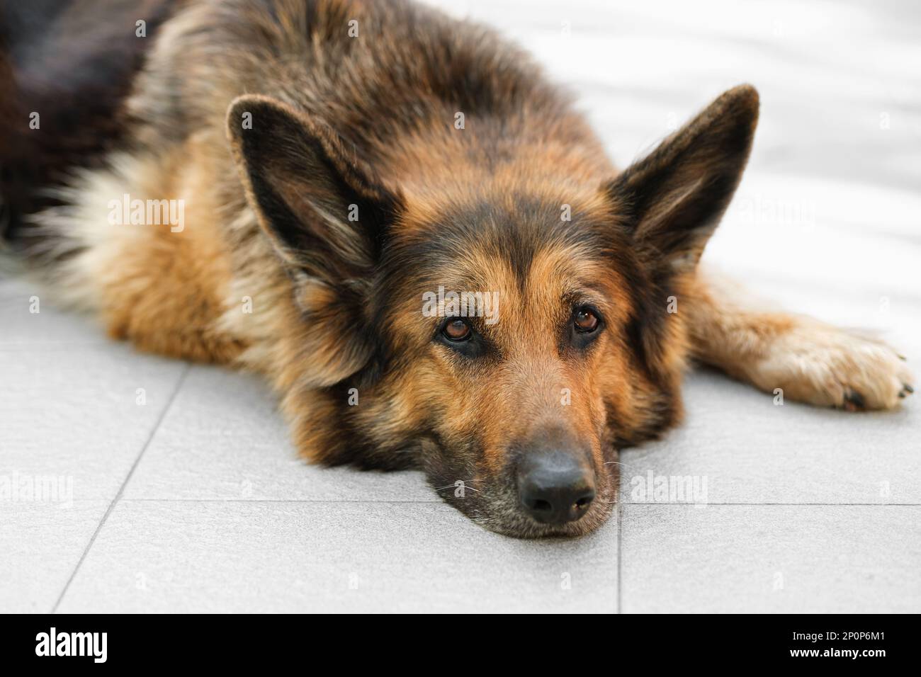 German Shepherd dog is lying, bored, looking at the camera Stock Photo ...