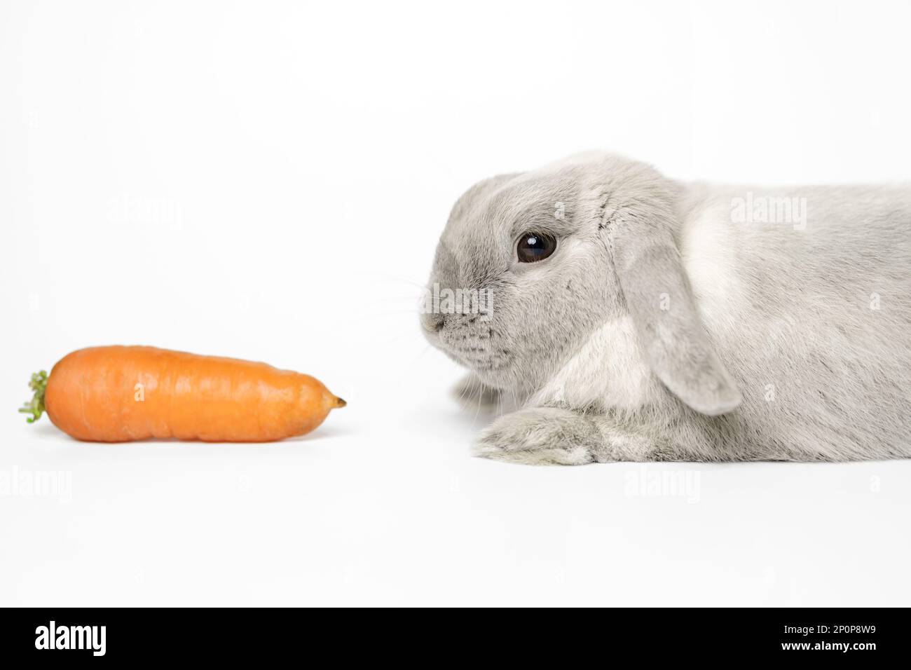 A gray dwarf rabbit lies on a white background with a carrot in the ...