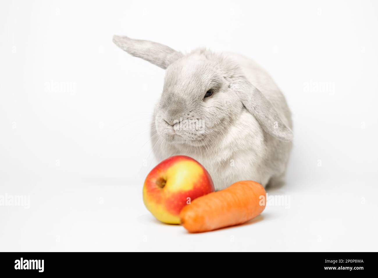 Gray dwarf rabbit on a white background with an apple and a carrot in ...