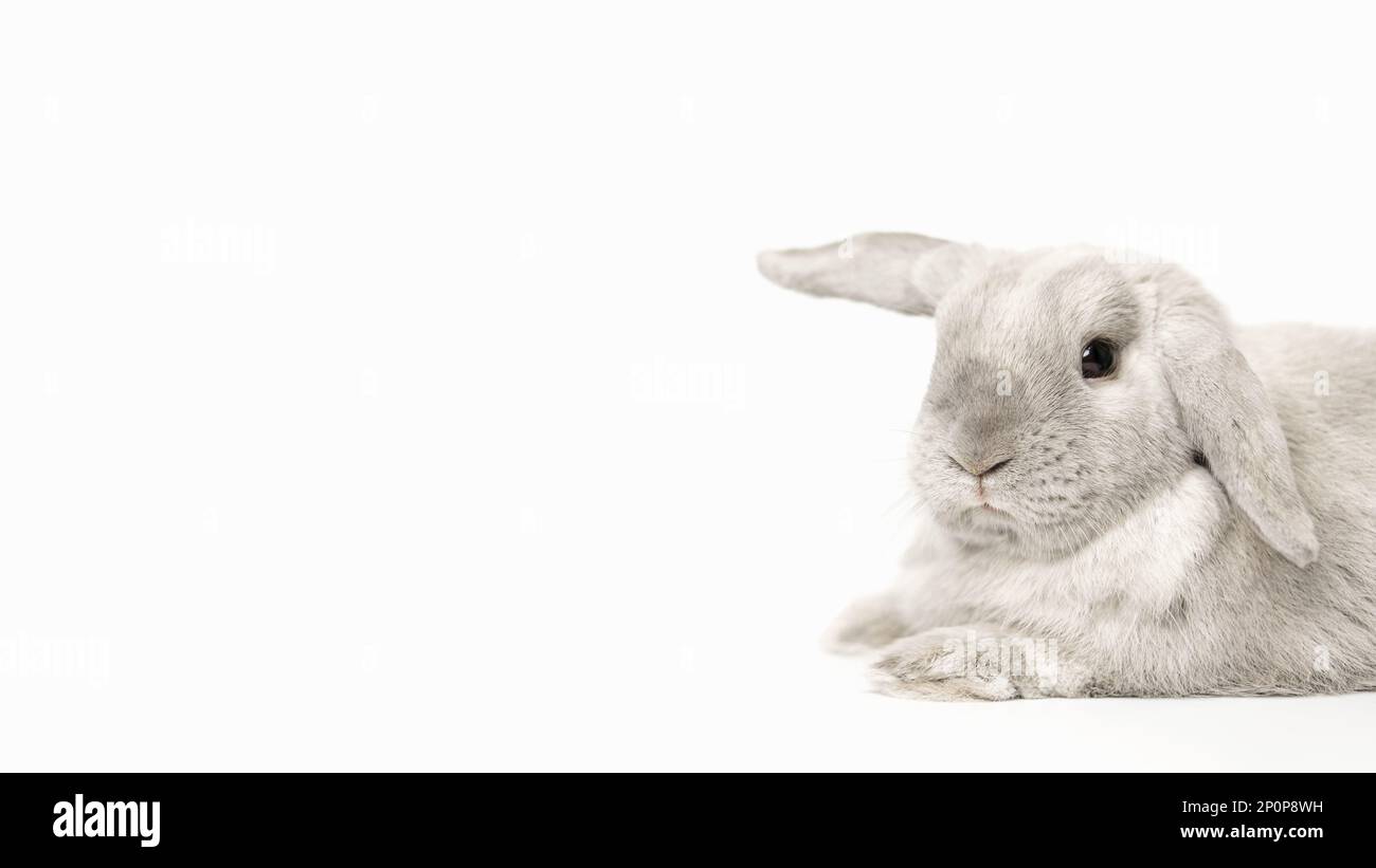Beautiful lop-eared rabbit lies on a white background. The photo is ...