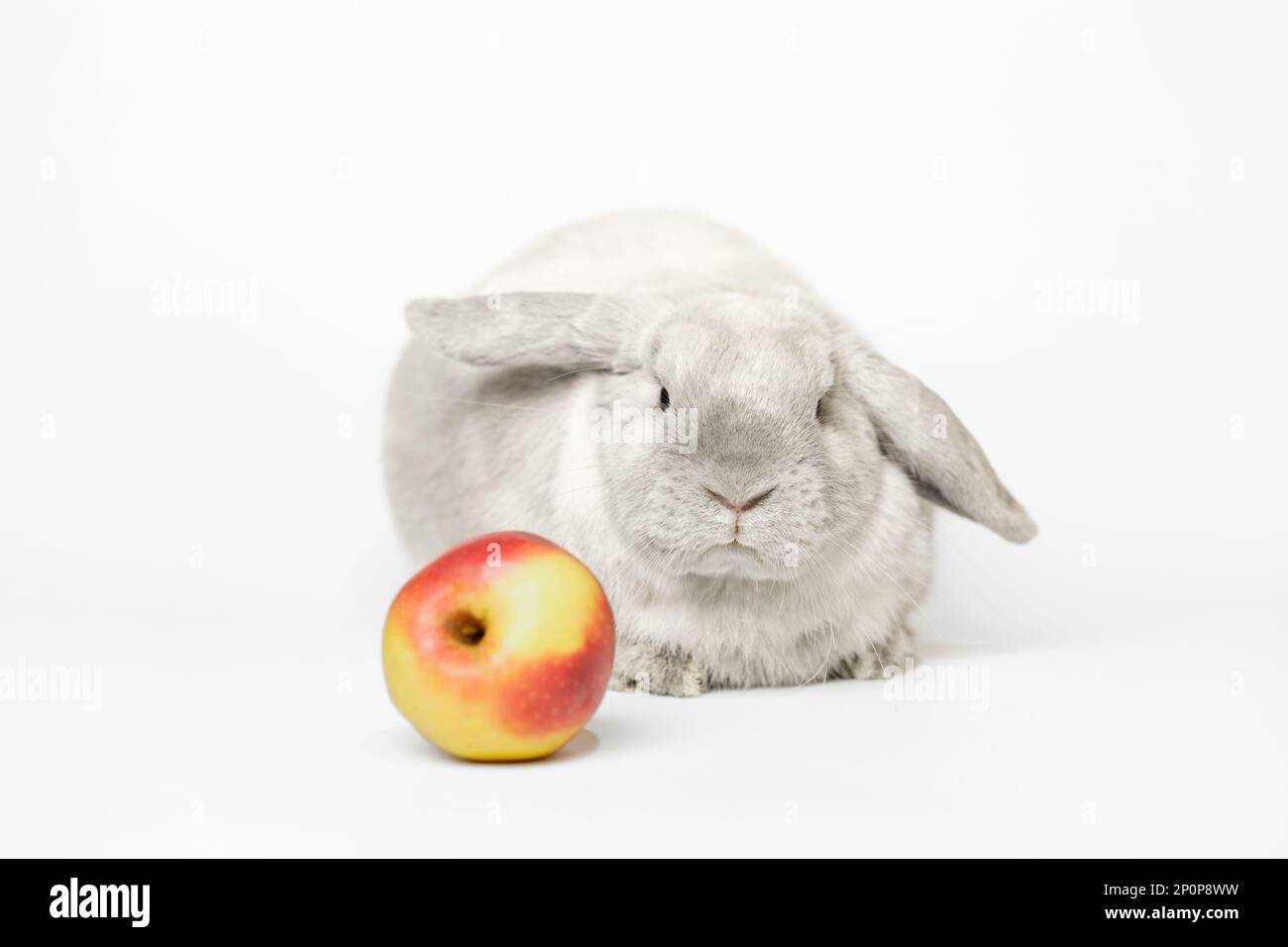 A gray dwarf rabbit lies on a white background with an apple in the ...