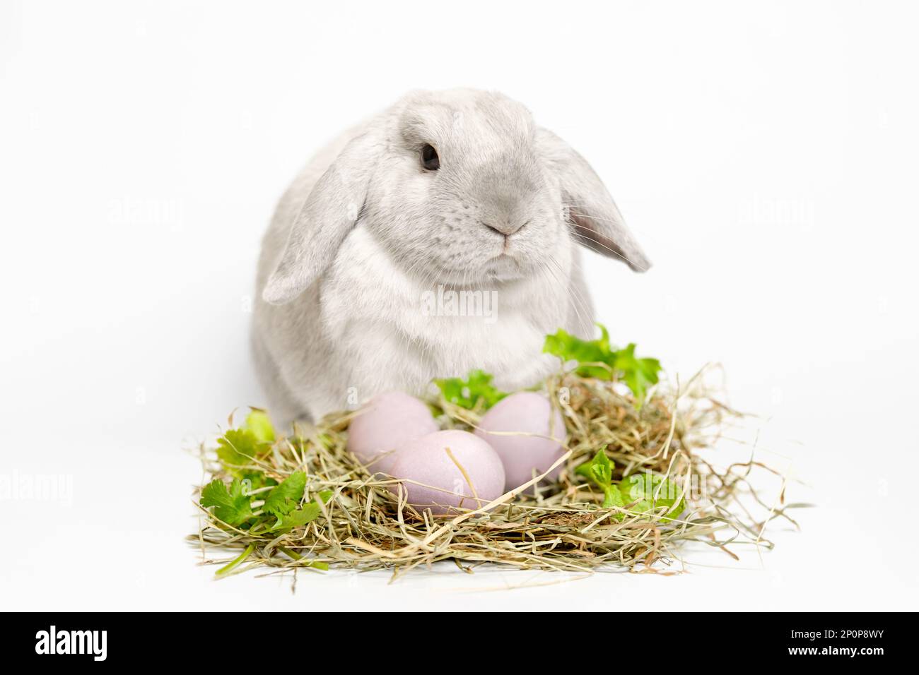 Cute gray rabbit is sitting on white background, nest made of hay and ...