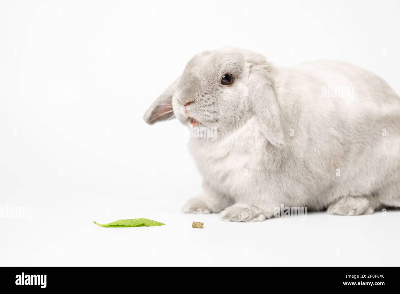 Beautiful lop-eared rabbit with food on a white background. Lots of ...