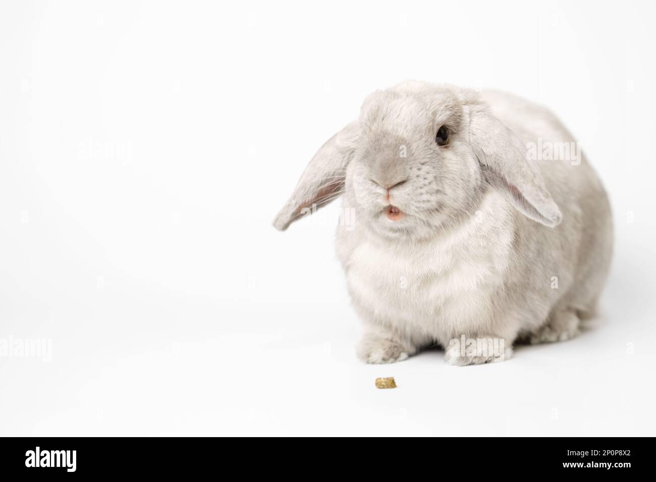 Beautiful lop-eared rabbit with food on a white background. Lots of ...