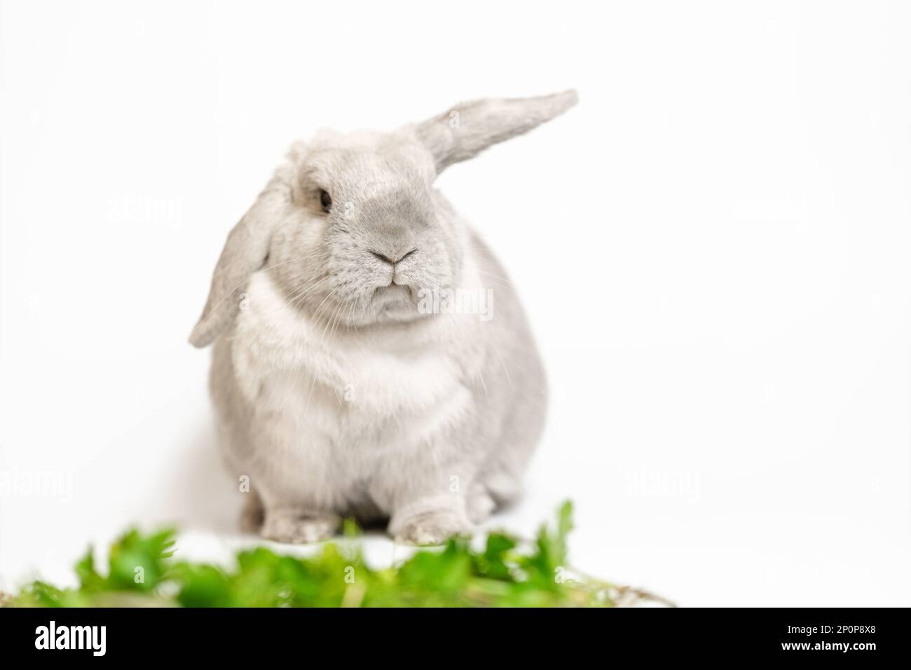 Portrait of a decorative domestic bunny or rabbit in gray, ash color on ...