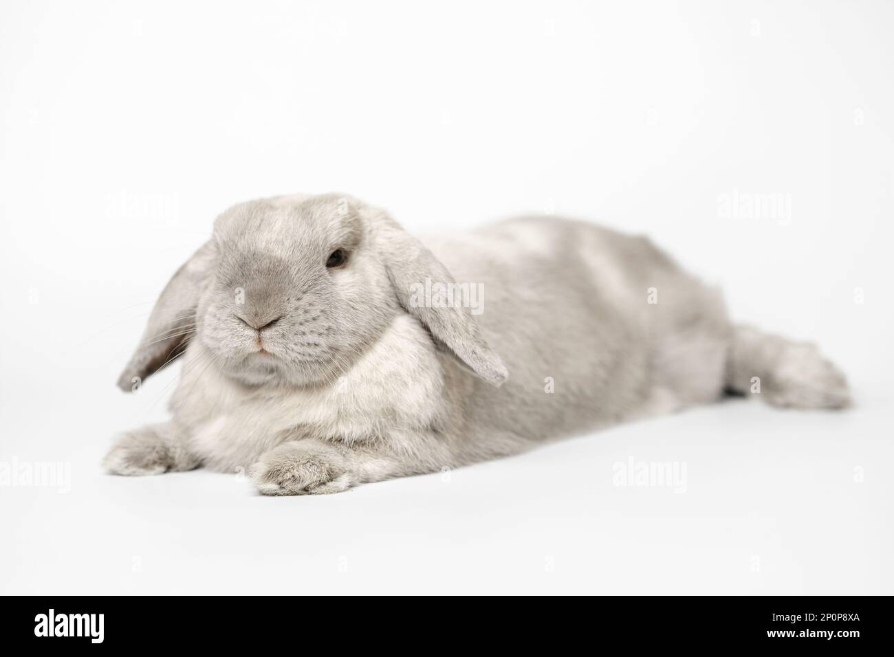 Beautiful gray rabbit bunny on a white background Stock Photo - Alamy