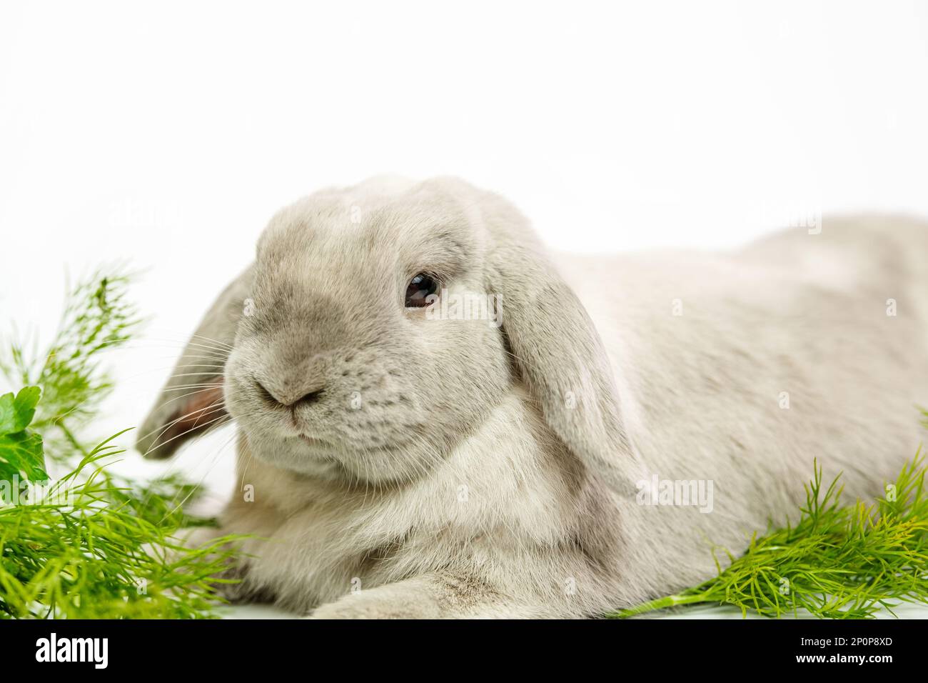 Portrait of a decorative domestic bunny or rabbit in gray, ash color on ...