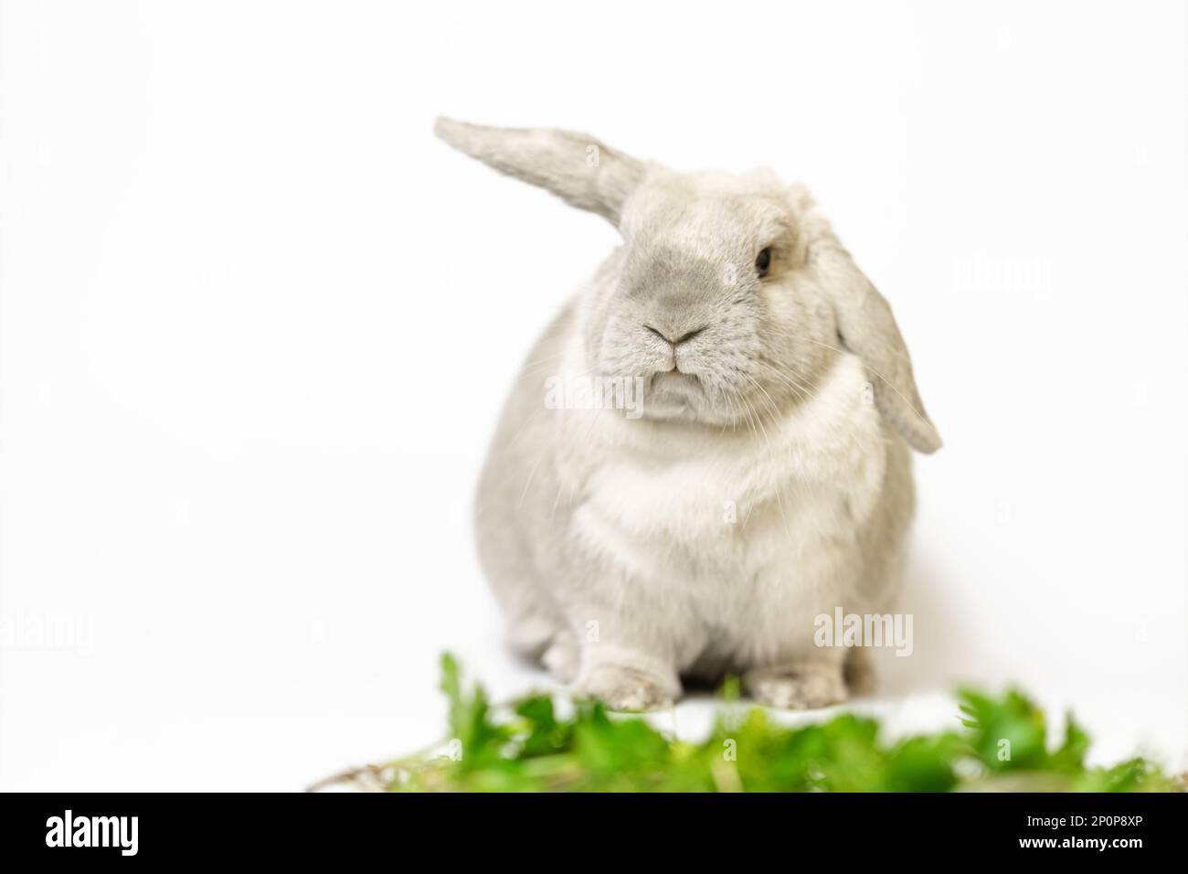 Portrait of a decorative domestic bunny or rabbit in gray, ash color on ...