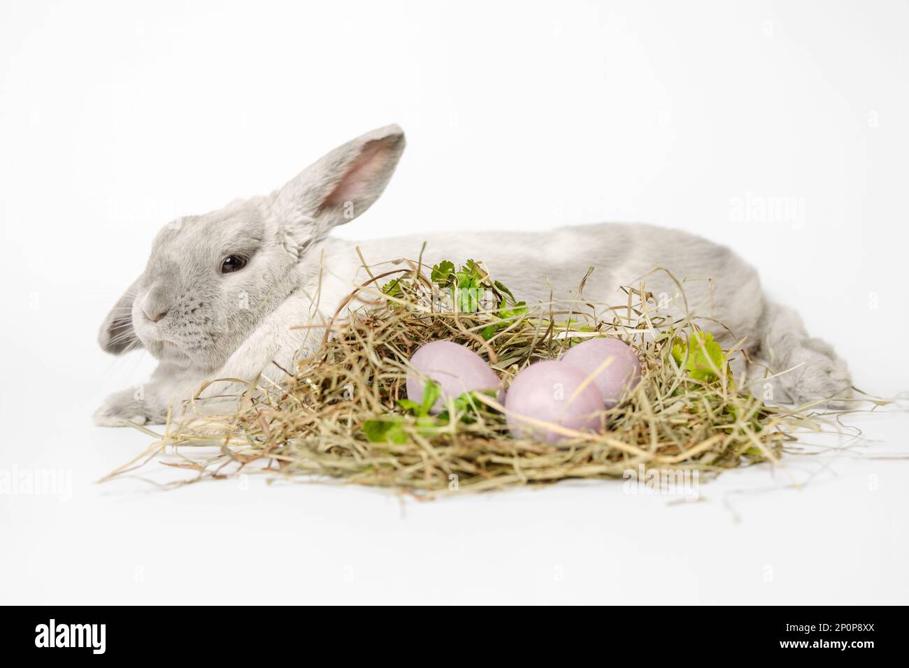 Cute lop-eared gray rabbit is lying on white background, nest made of ...