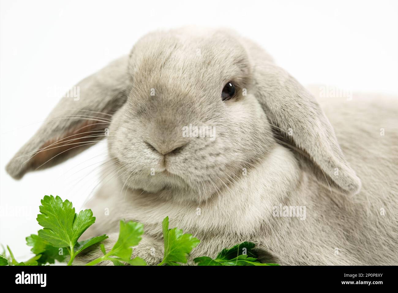 Portrait of a decorative domestic bunny or rabbit in gray, ash color on ...