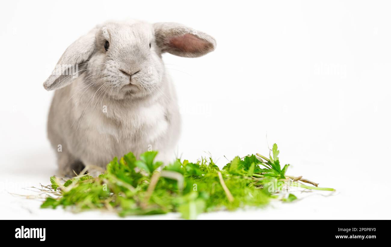 Portrait of a decorative domestic bunny or rabbit in gray, ash color on ...