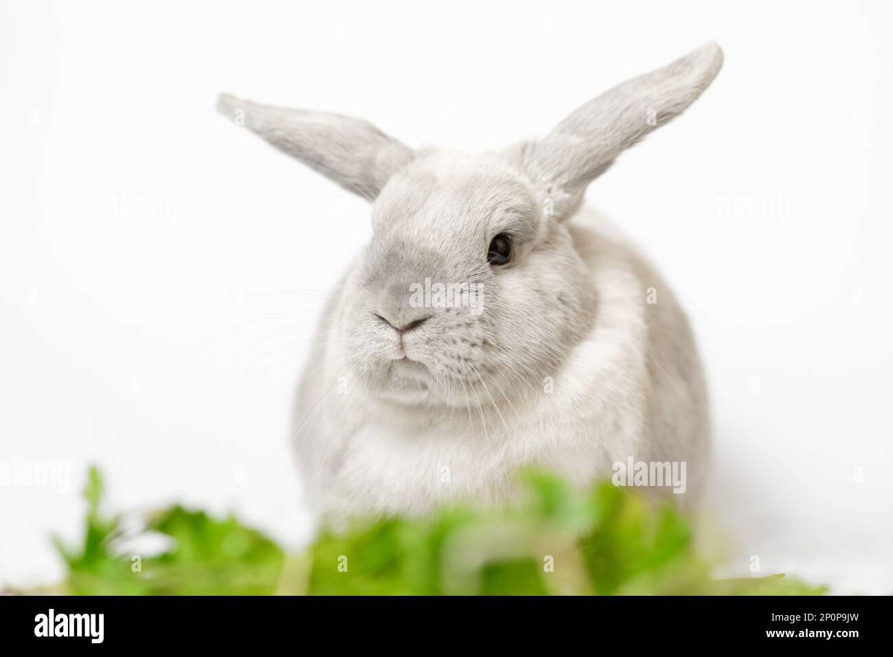 Rabbit on a white background with raised ears, focus on the rabbit ...