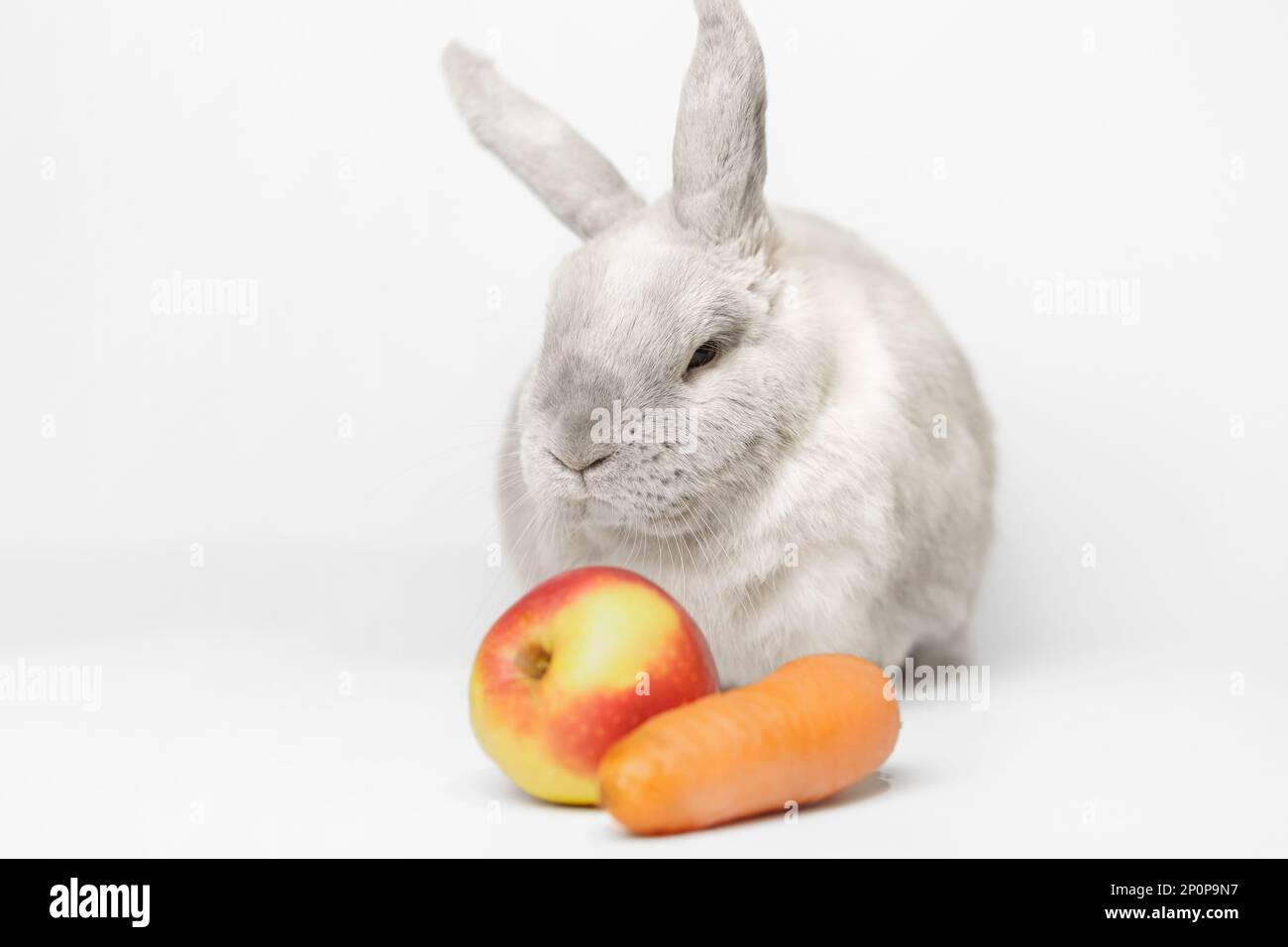 Gray dwarf rabbit on a white background with an apple and a carrot in ...