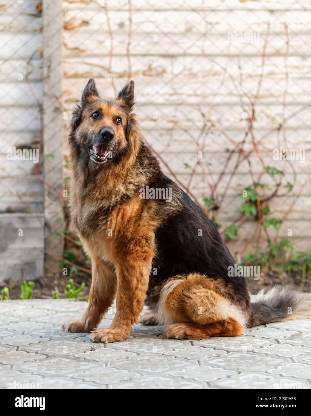 Portrait of a German Shepherd sitting on the pavement, looking away ...